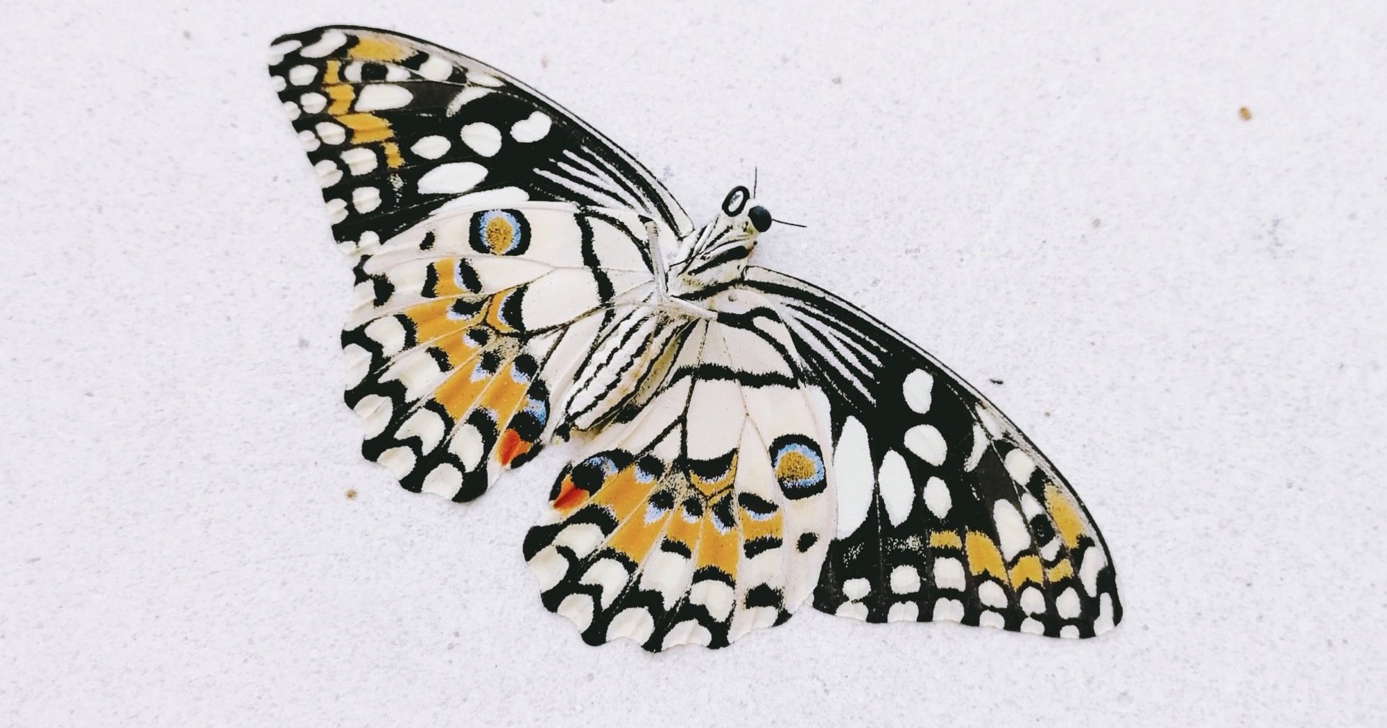 Richard Strauss’s “Metamorphosen”